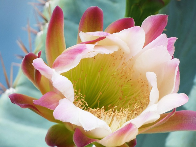 Nature Bloom Cactus Flower - Free photo on Pixabay