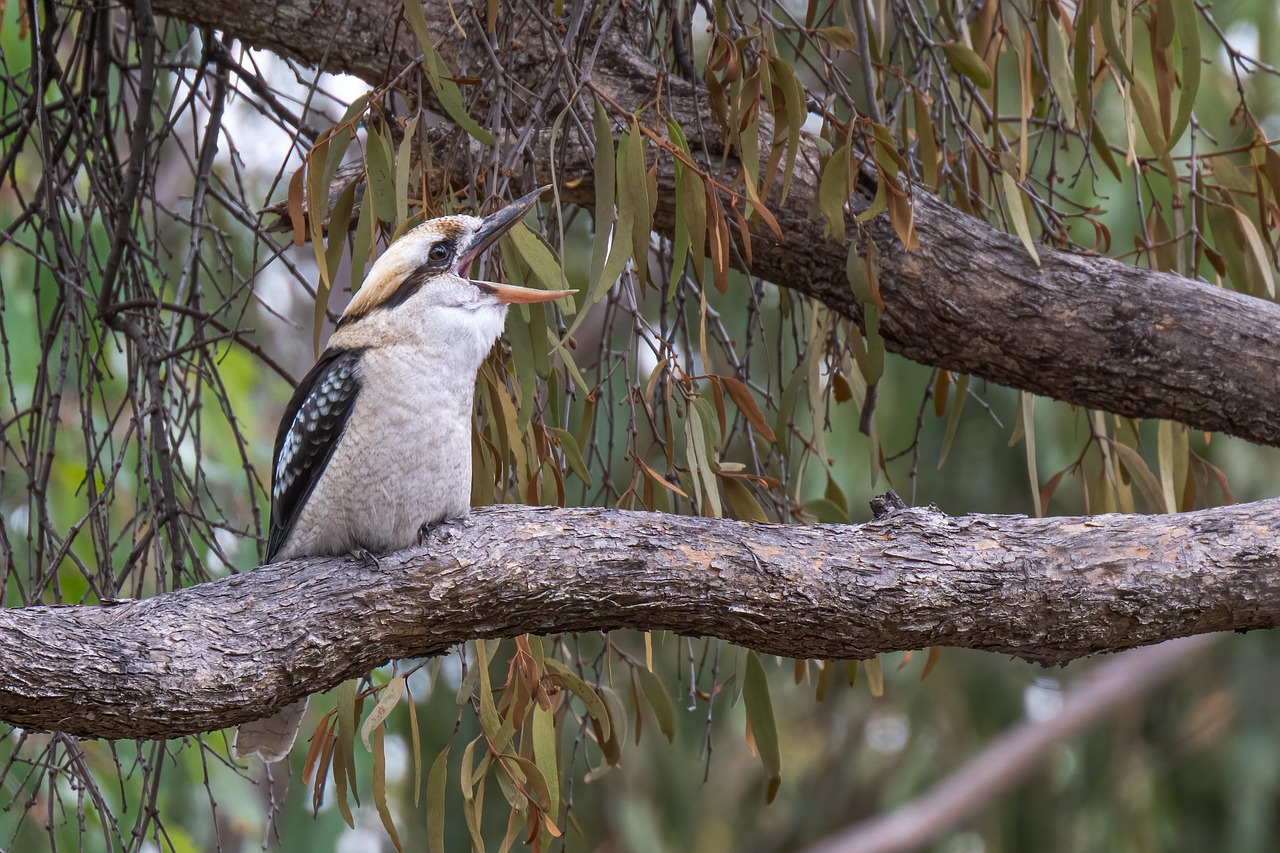 700+ Free Australian Birds & Bird Images - Pixabay