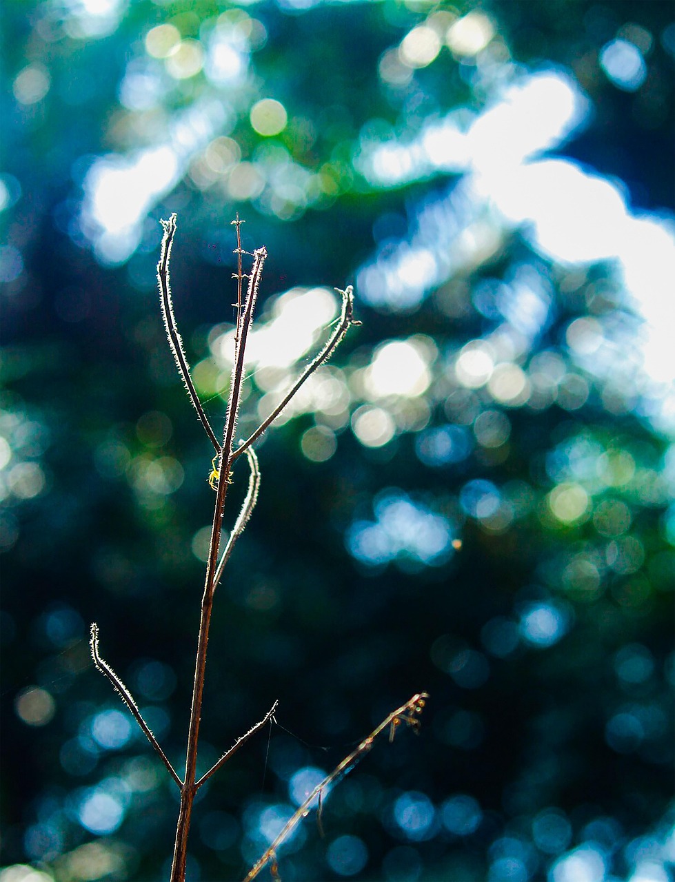 Zweig Baum Natur - Kostenloses Foto auf Pixabay - Pixabay