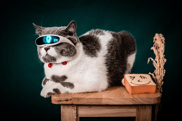 Cat Pet Animal - Free photo on Pixabay