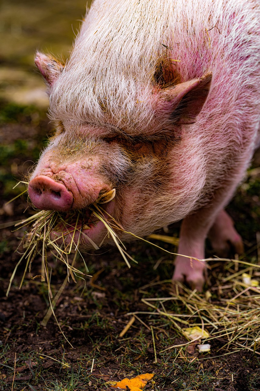 Cerdo Barrigón Animal Fauna - Foto gratis en Pixabay