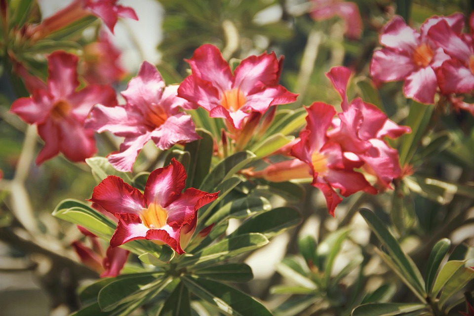 Outside Close Up Park Free Photo On Pixabay