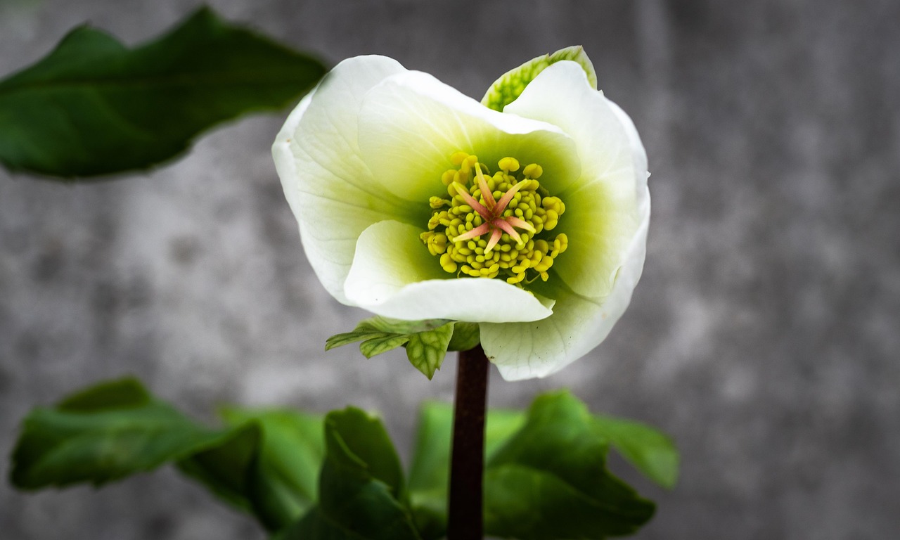 Mawar Natal Bunga Mekar - Foto gratis di Pixabay - Pixabay
