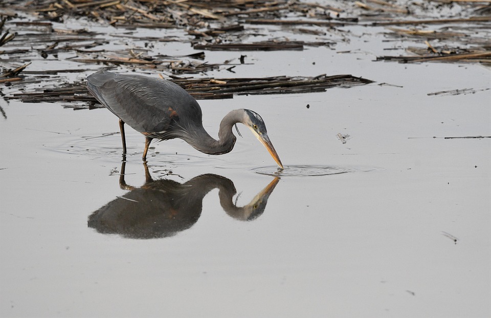 Birdphotography Birds Nature - Free photo on Pixabay