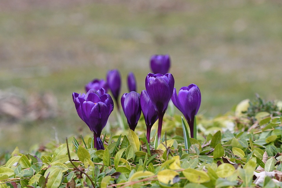 Blue Moon Flowers Spring - Free photo on Pixabay