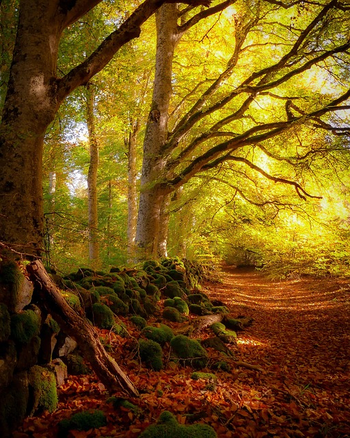 Nature Land Landscape - Free photo on Pixabay