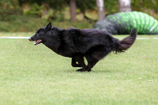 Dog Groenendael Canine - Free photo on Pixabay
