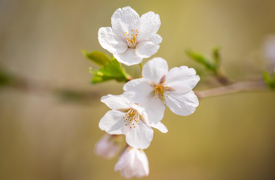 Flowers Cherry Blossom Botany - Free photo on Pixabay