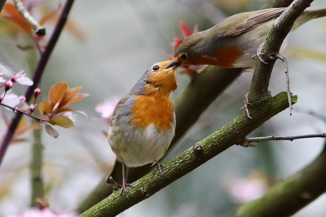 Birds Robin Songbird Begging For - Free photo on Pixabay