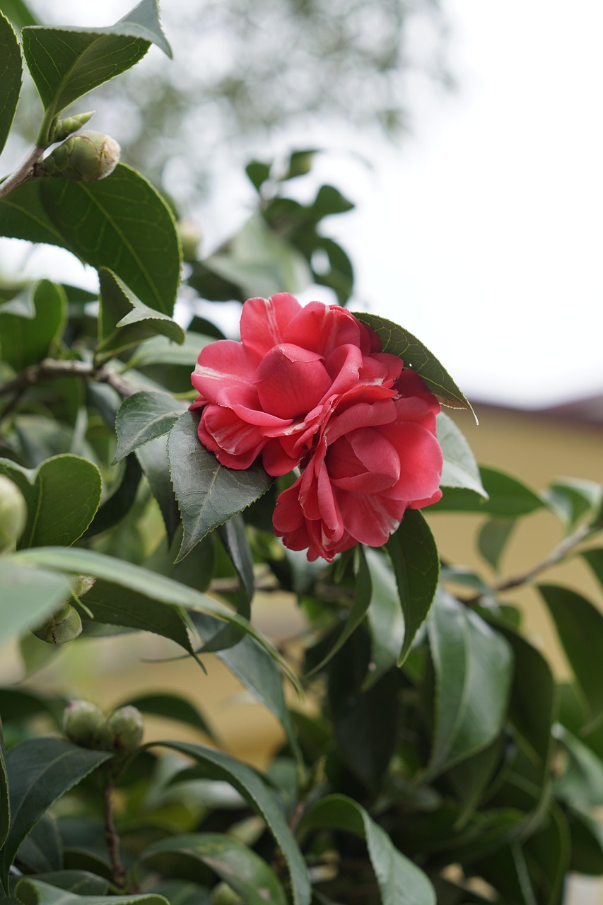 Blume Teeblume Botanik - Kostenloses Foto auf Pixabay
