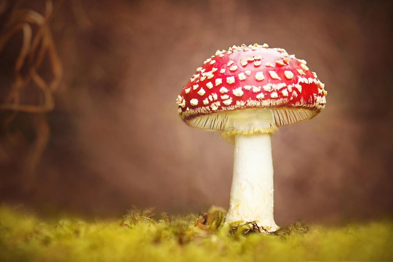 3,000+ Free Toadstools & Mushroom Images - Pixabay