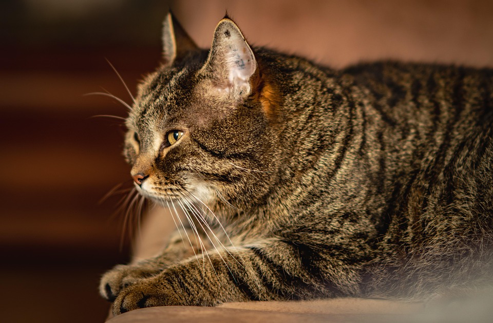 Cat Animal Domestique Chat - Photo gratuite sur Pixabay - Pixabay