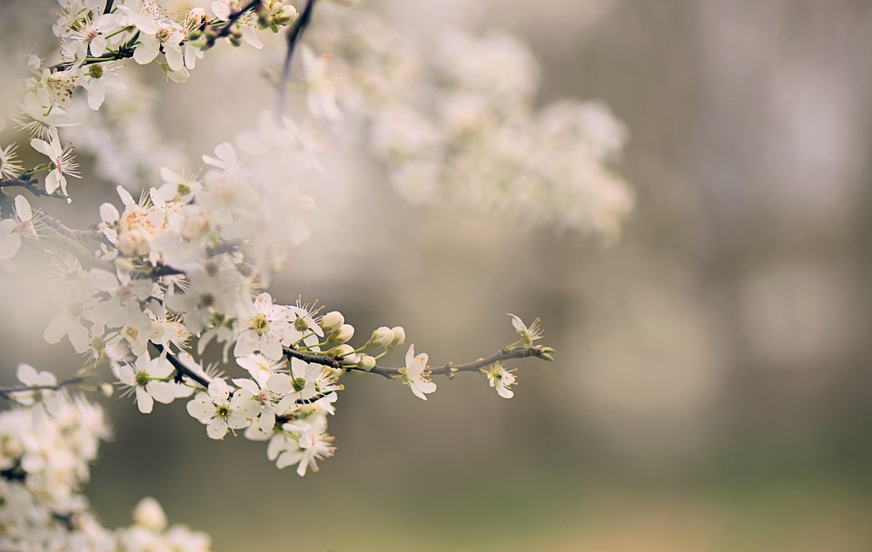 Blooming Branch Blooms Cherry Free Photo On Pixabay