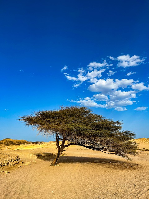 Sand Nomads Oasis - Free photo on Pixabay - Pixabay