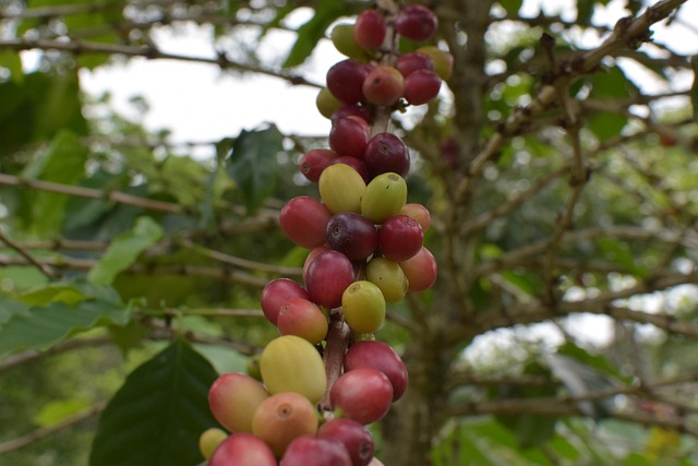 Caféière Café Arbre La - Photo gratuite sur Pixabay - Pixabay