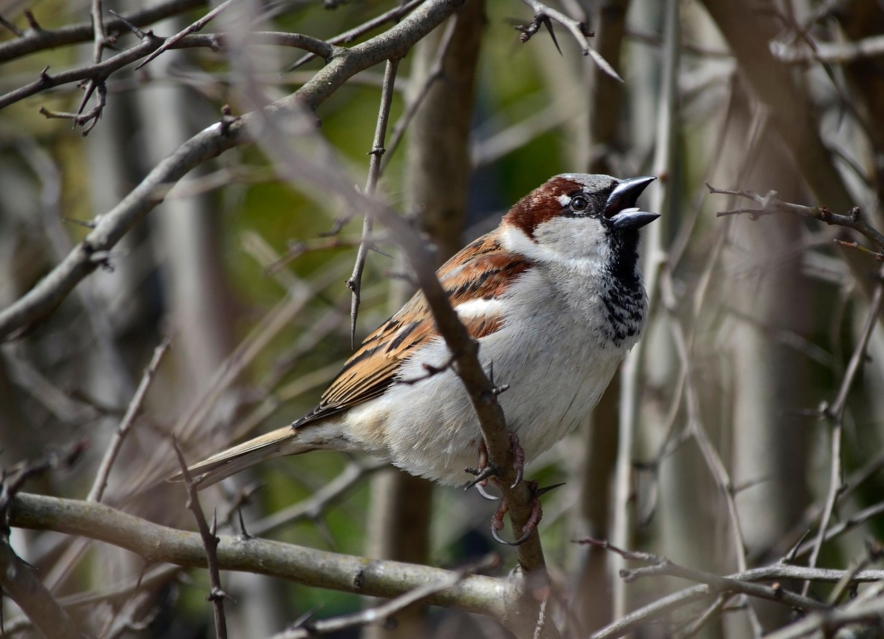 Sparrow Bird Branches - Free photo on Pixabay