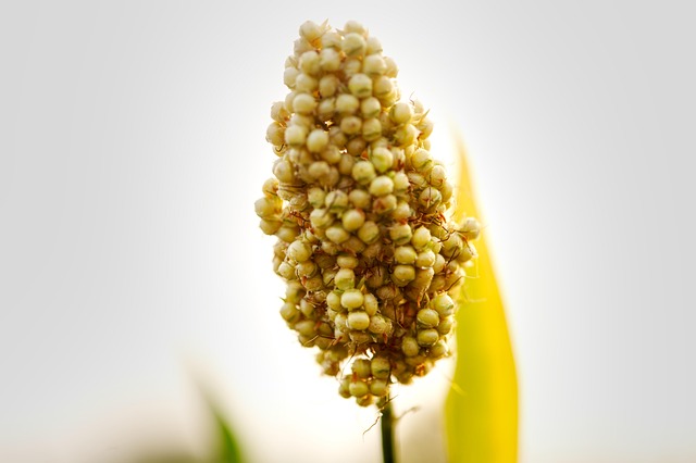 20+ Free Jowar & Sorghum Images - Pixabay
