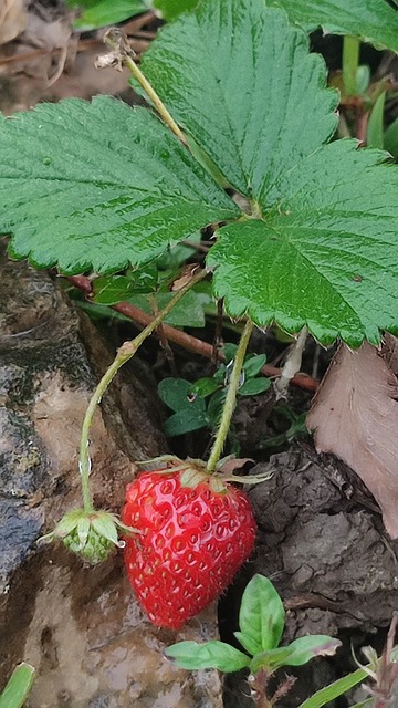 Fraise Fruit Rouge Nature Fruits - Photo gratuite sur Pixabay - Pixabay