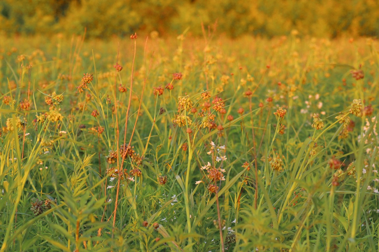 Field Nature Photography Free Photo On Pixabay Pixabay Field Nature Photography Free Photo On Pixabay Pixabay