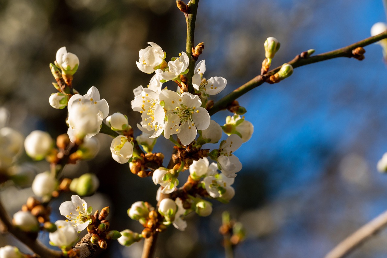 Flower Buds Flowers Nature - Free photo on Pixabay