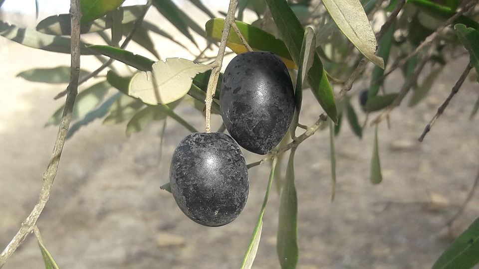 Olives Huil Ouezzan Morocco Field - Photo gratuite sur Pixabay - Pixabay
