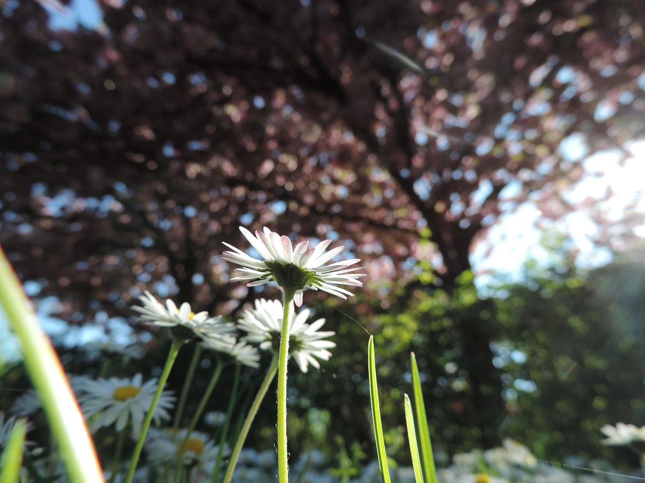 Flowers Daisies White - Free photo on Pixabay - Pixabay