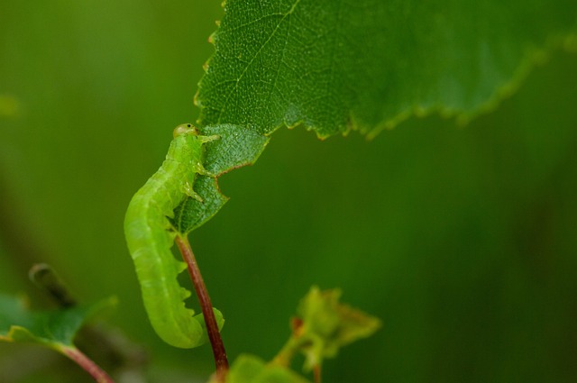 Natur Insekt Raupe - Kostenloses Foto auf Pixabay
