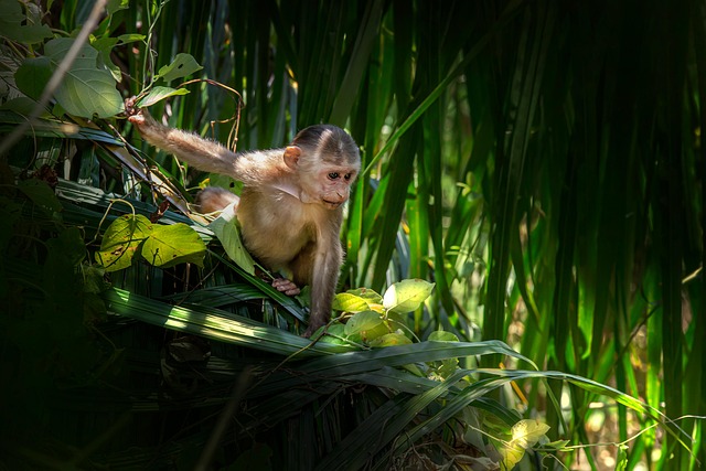 Stump-Tailed Macaque Bear - Free photo on Pixabay - Pixabay