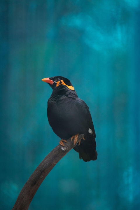 Bird Zoo Myna - Free photo on Pixabay - Pixabay