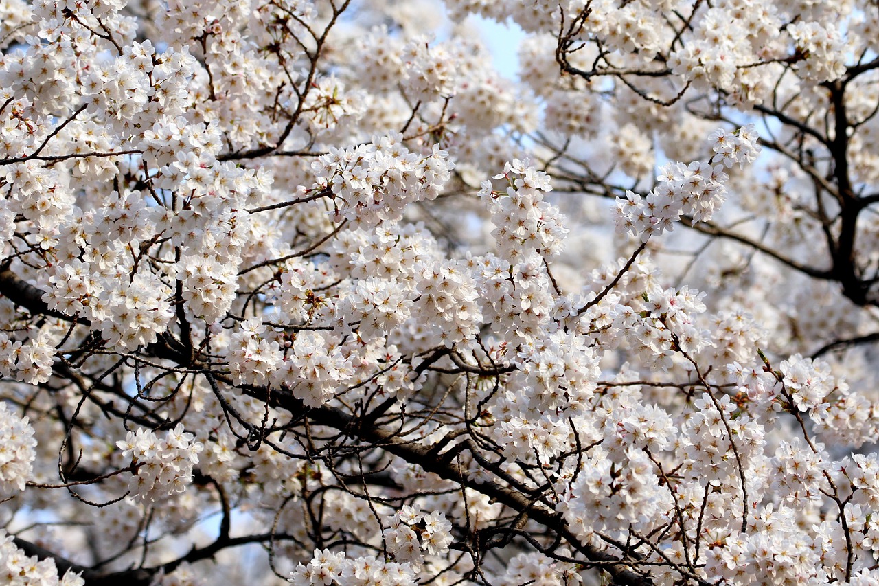 Flor De Cereza Primavera - Foto gratis en Pixabay - Pixabay
