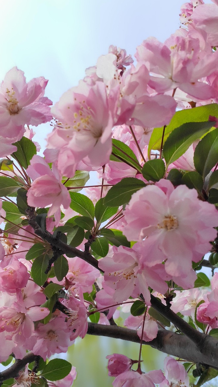 Sakura Cherry Blossoms Natural - Free photo on Pixabay