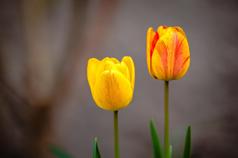 Spring Flowers Nature - Free photo on Pixabay