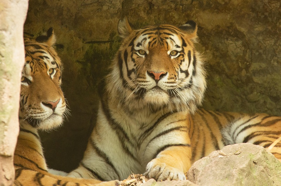 Animals Tiger Predator - Free photo on Pixabay