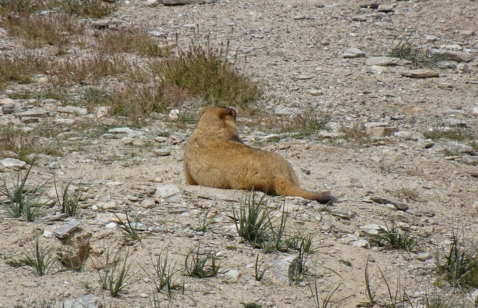 Marmot Animal Rodent - Free photo on Pixabay - Pixabay