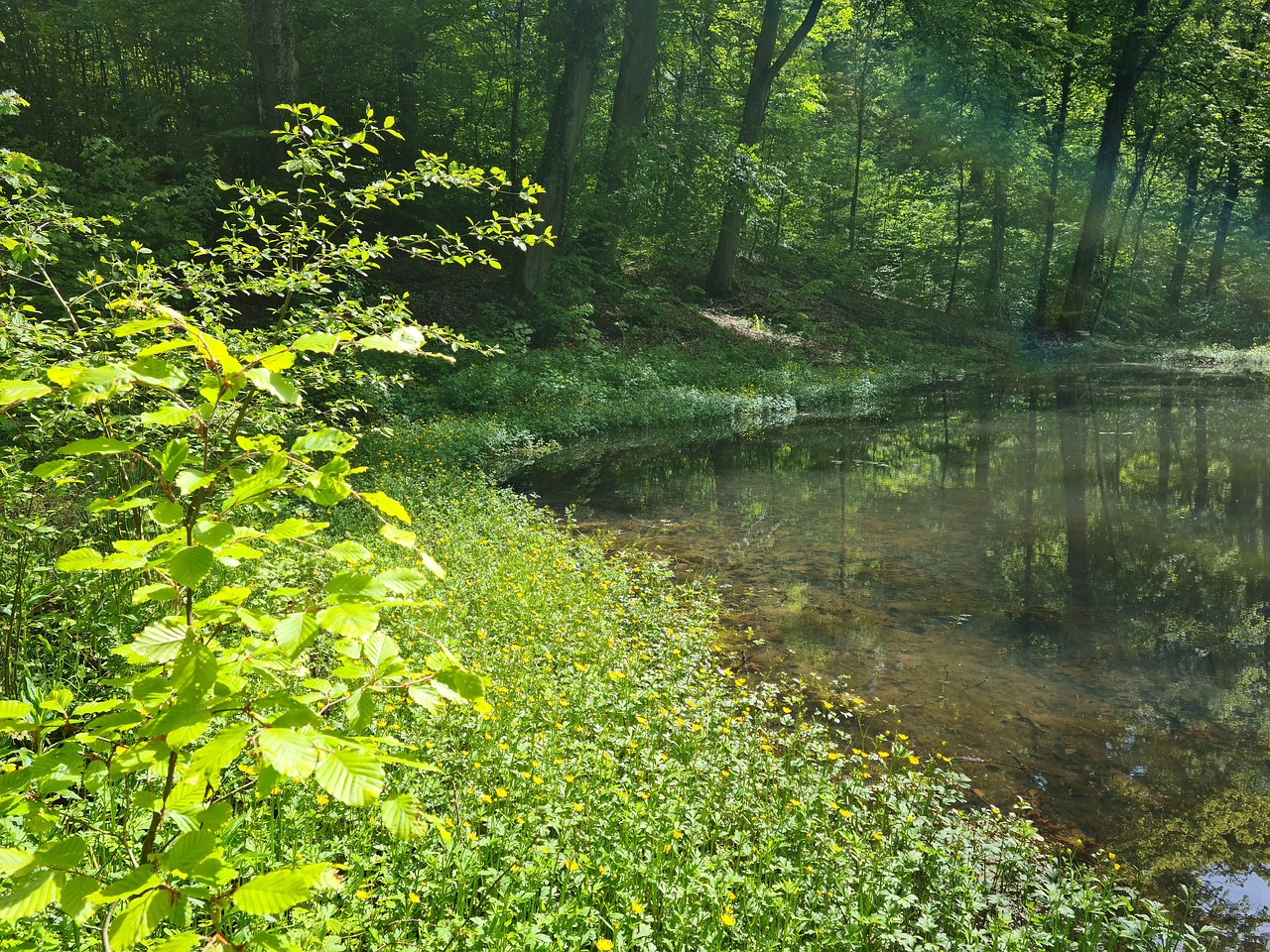 Luxemburgo Natureza Floresta - Foto gratuita no Pixabay - Pixabay