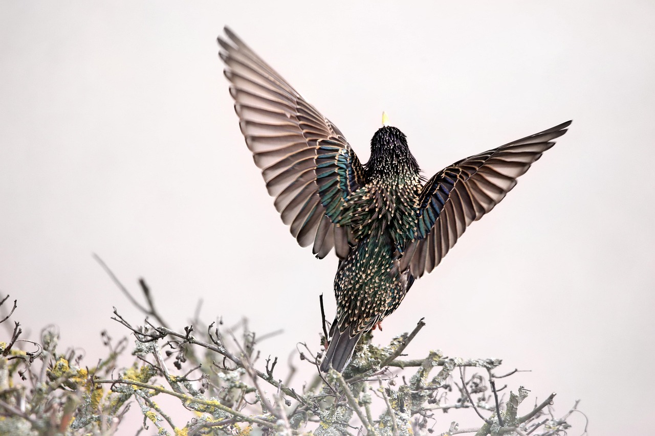 Flying Starling