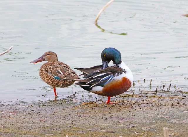 Mating Pair Northern Shoveler - Free photo on Pixabay - Pixabay