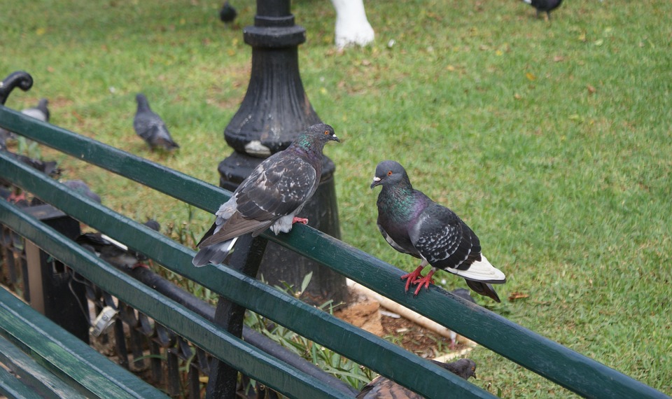 Burung-Burung Pagar Merpati - Foto gratis di Pixabay