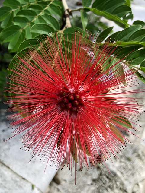 Red Flower Colorful - Free photo on Pixabay