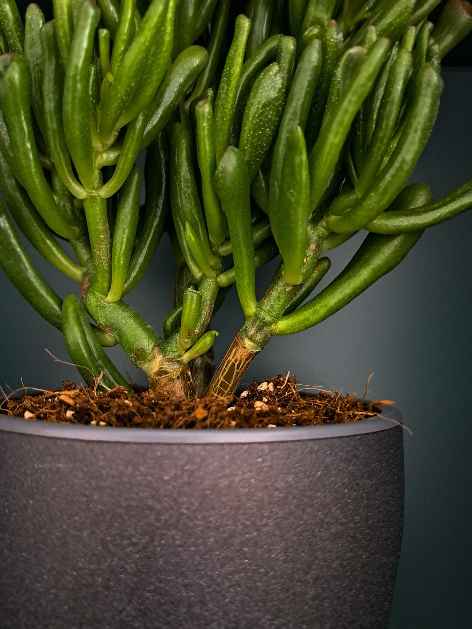 Sayur-Mayur Tanaman Pot - Foto gratis di Pixabay - Pixabay