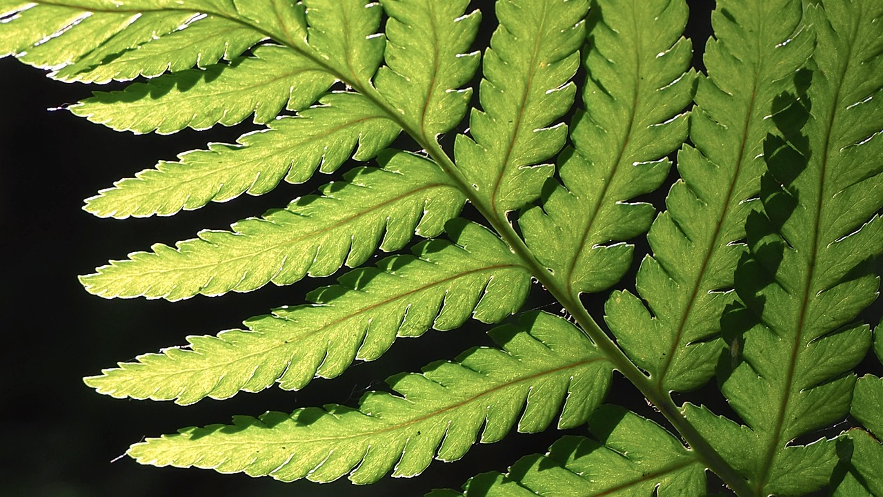 Nature Fern Botany - Free photo on Pixabay - Pixabay