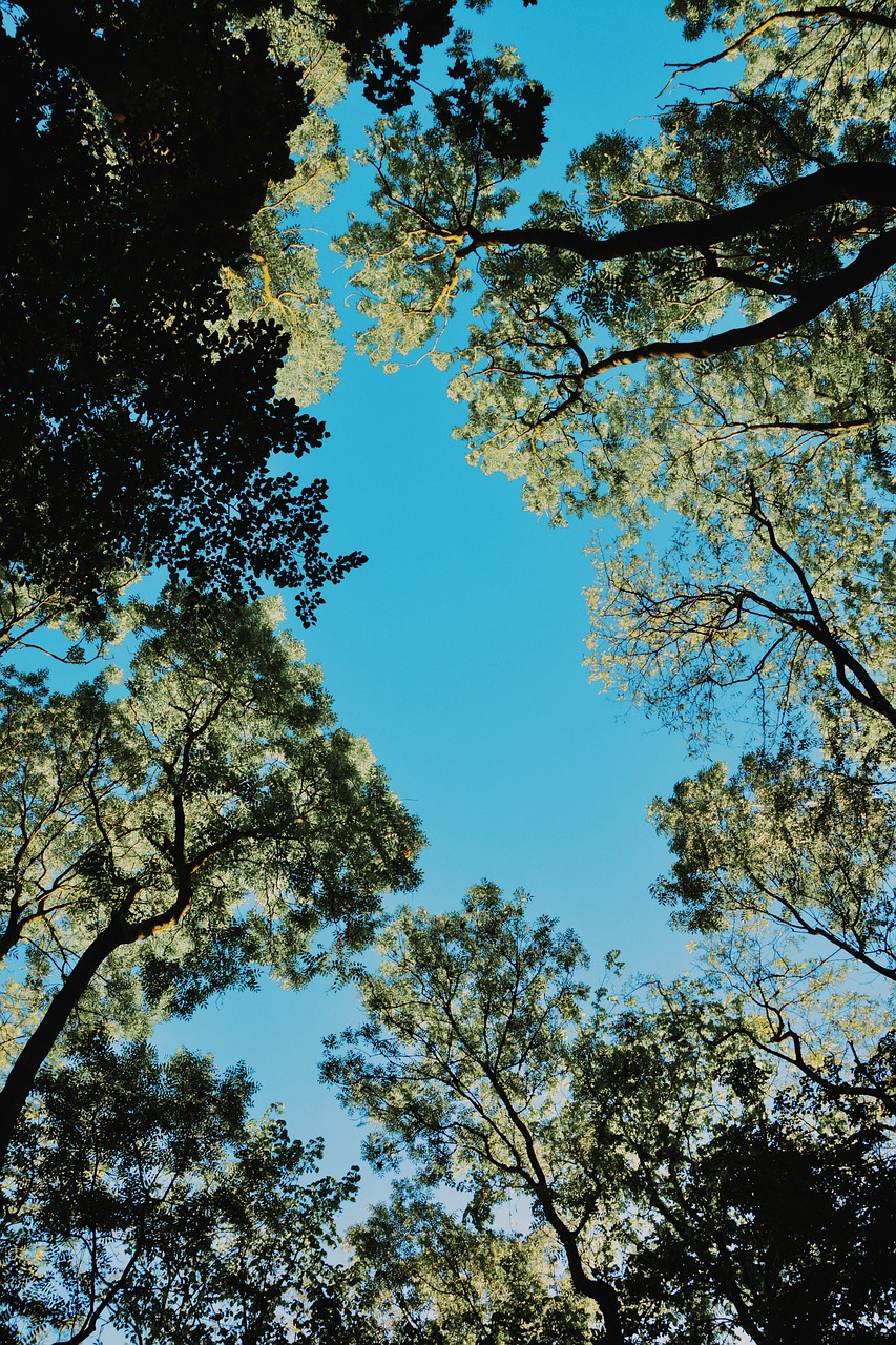 Nature Des Arbres Ciel - Photo gratuite sur Pixabay - Pixabay