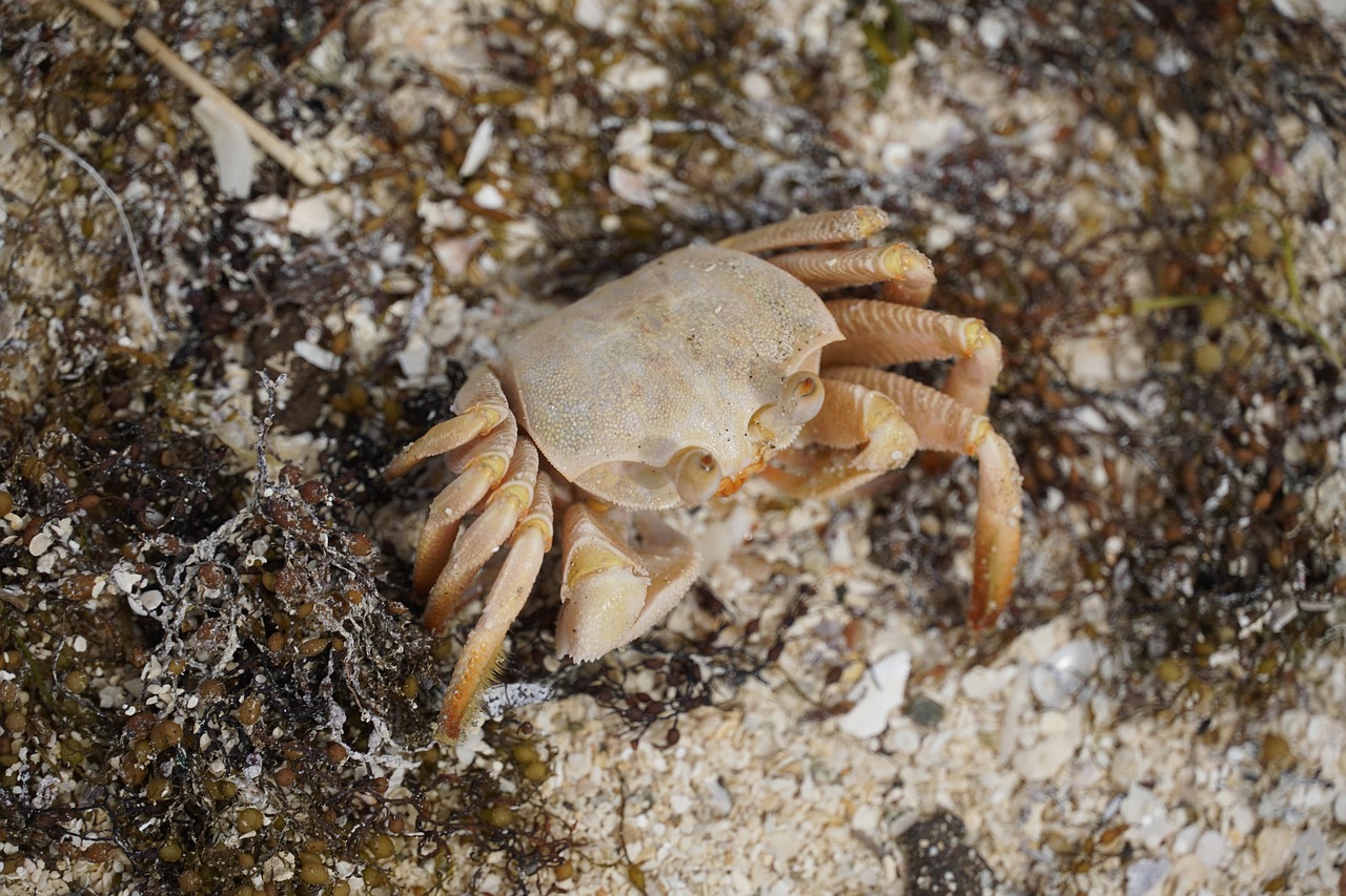Cangrejos Crustáceos Garras - Foto gratis en Pixabay - Pixabay