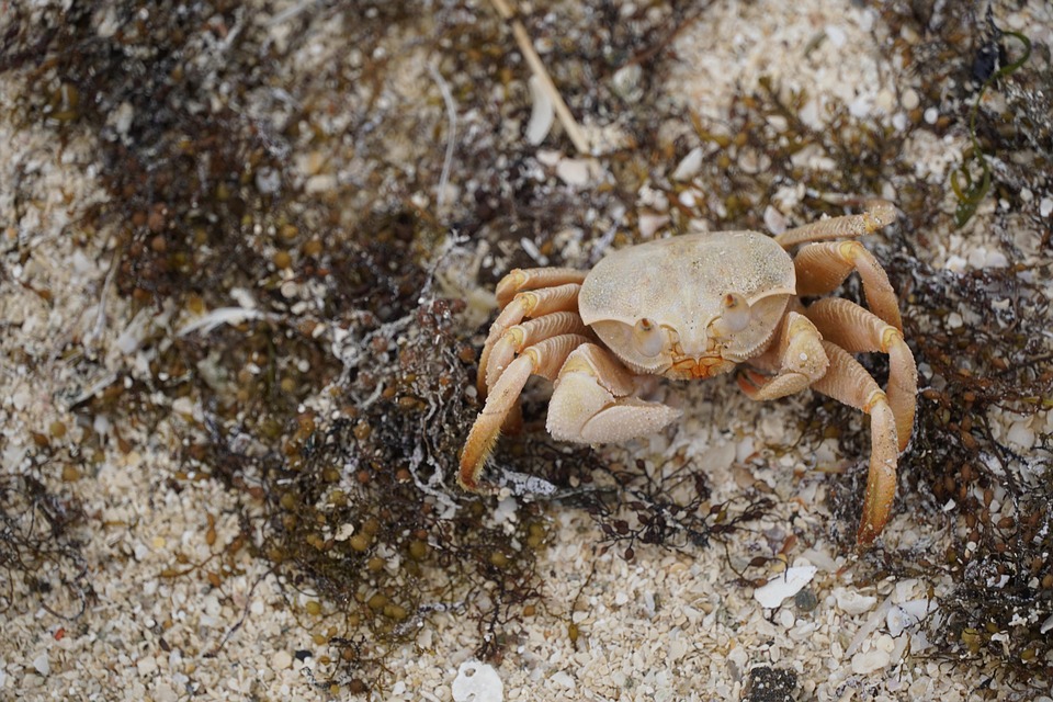 Crabes Crustacés Les Griffes - Photo gratuite sur Pixabay