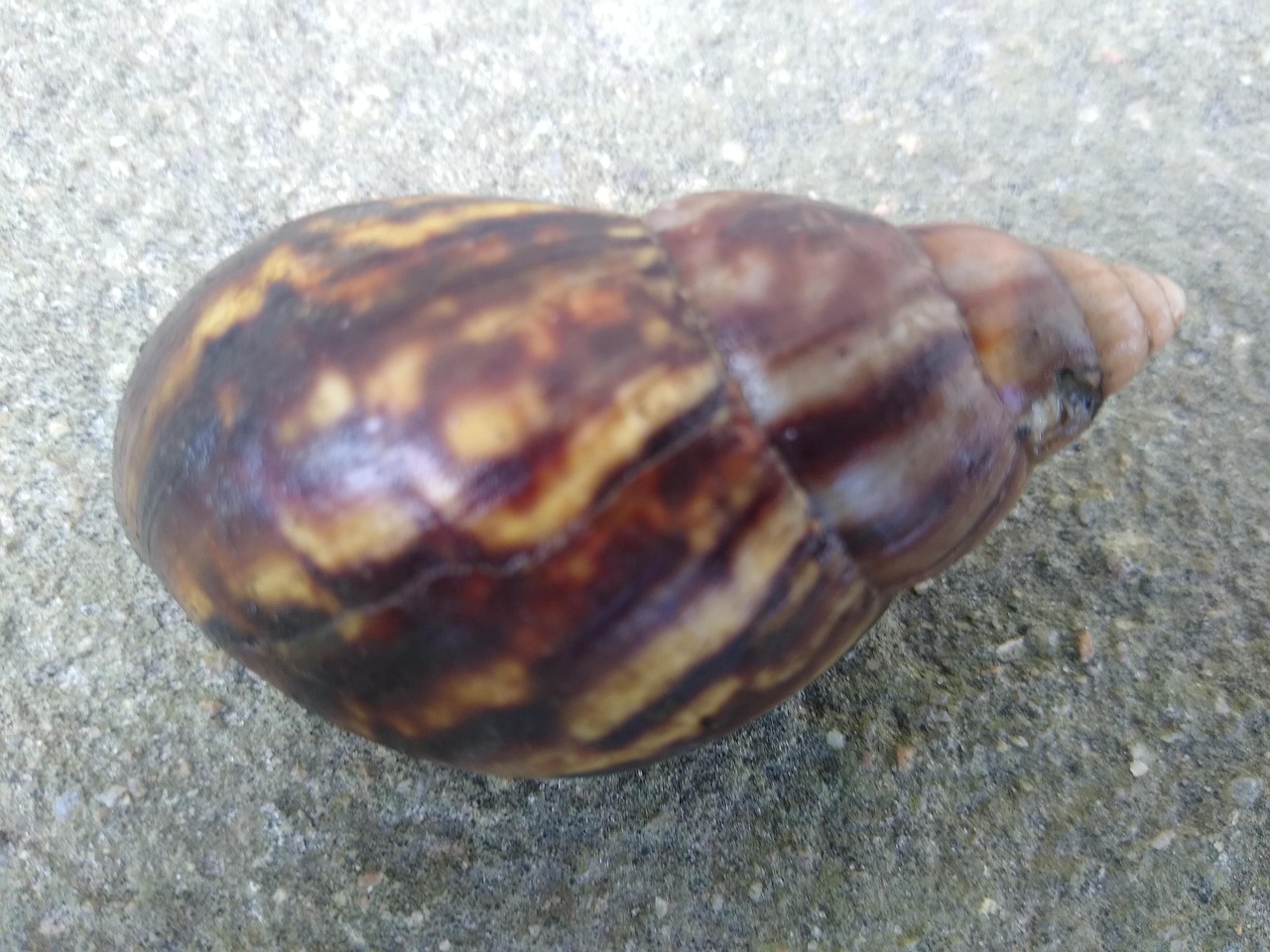 Escargot Africain - Photo gratuite sur Pixabay - Pixabay