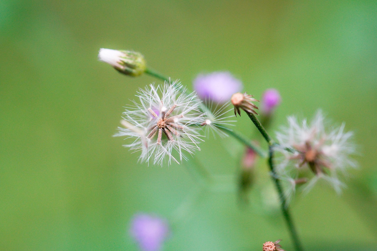 Tiny Dandelion Flower - Free photo on Pixabay - Pixabay