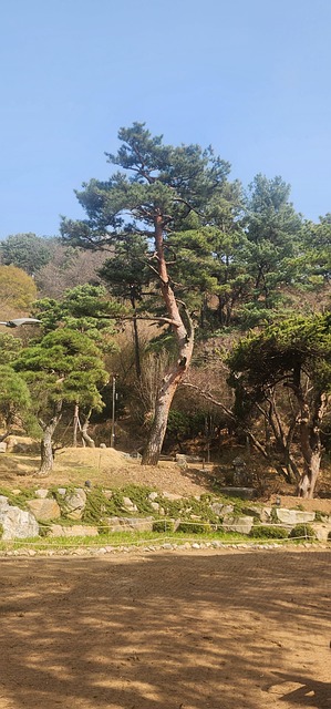 Pine Tree Iron Republic Of - Free photo on Pixabay - Pixabay