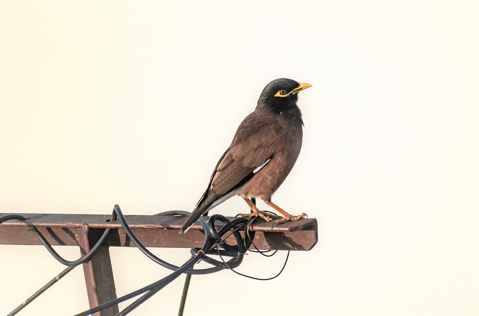 Bird Common Myna Mynah Indian - Free photo on Pixabay
