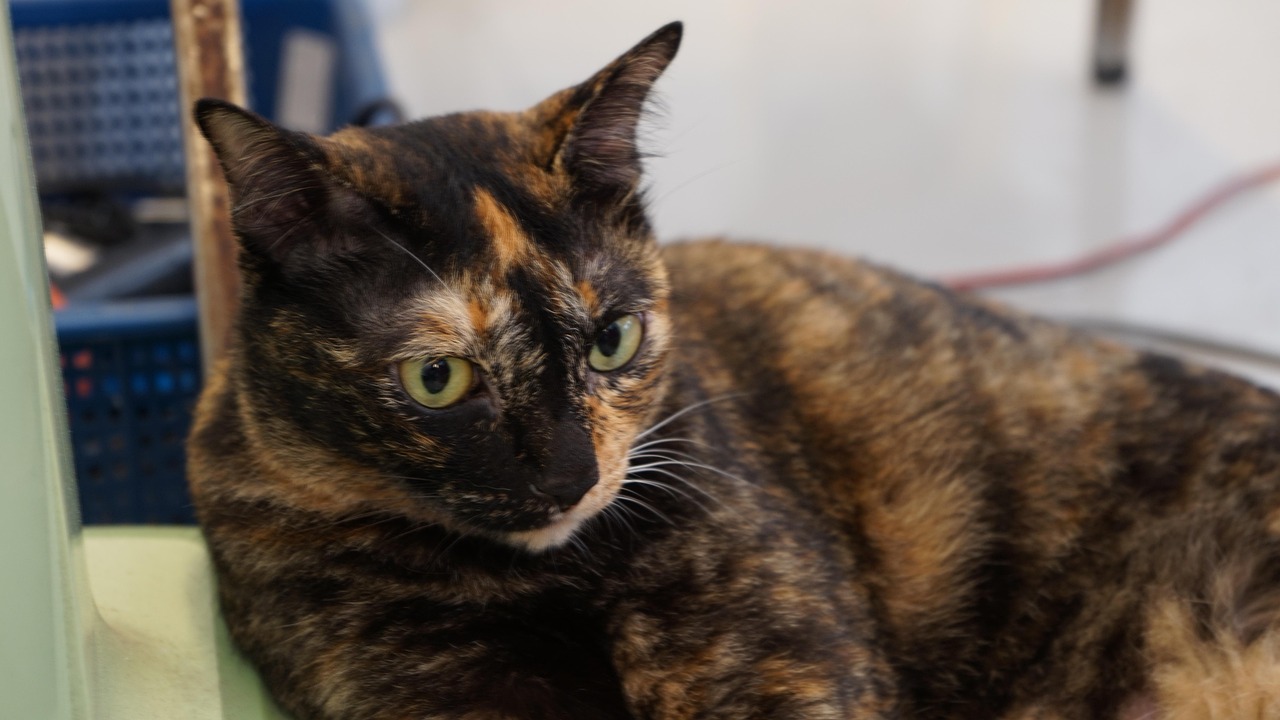 Schildpad Tabby Kat