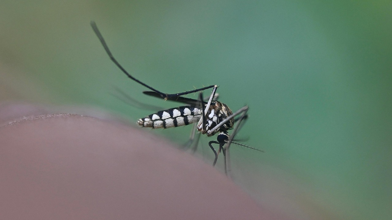 Nyamuk Malaria Demam Berdarah - Foto gratis di Pixabay - Pixabay